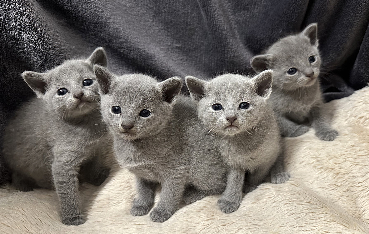 Cachorros - Azul Ruso Rusvals